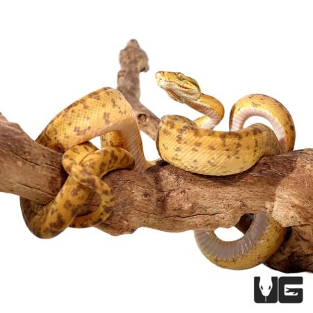 Colored Amazon Tree Boas (Corallus hortulanus) For Sale - Underground ...
