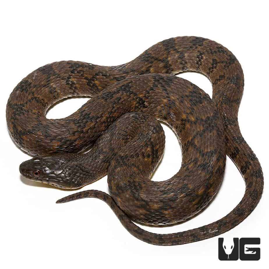 Diamondback Water Snake For Sale - Underground Reptiles