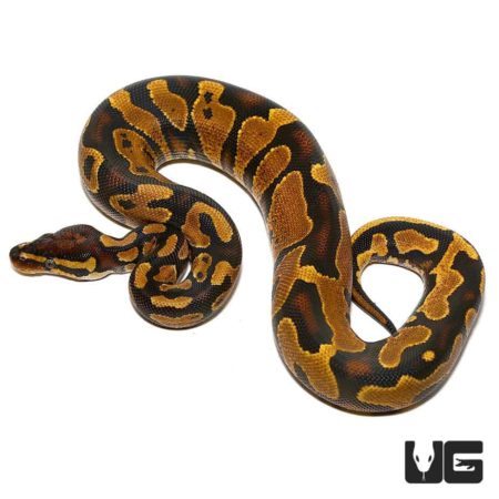 Ball Pythons For Sale - Underground Reptiles