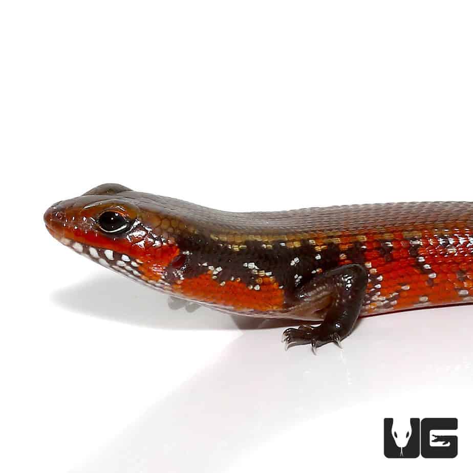 Fire Skinks For Sale - Underground Reptiles