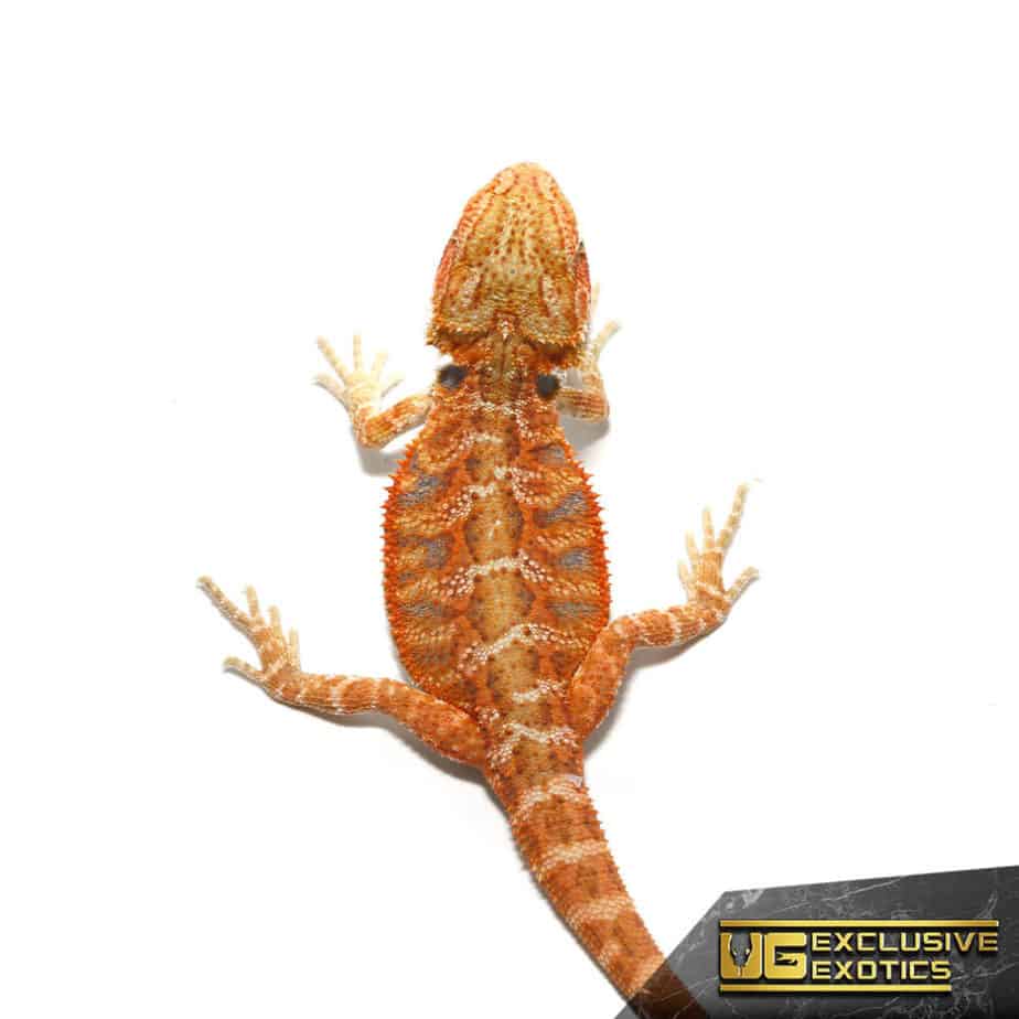 Baby Flaming Hot Blue Bar Bearded Dragon - Underground Reptiles