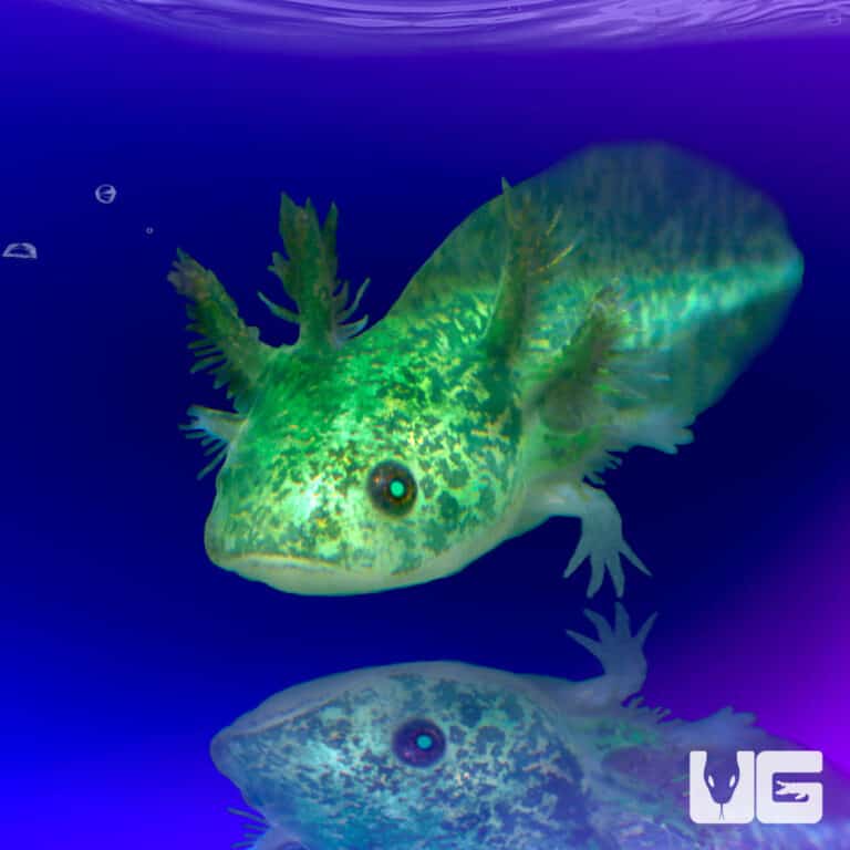 GFP Copper Axolotls For Sale - Underground Reptiles GFP Copper Axolotls For Sale - Underground Reptiles