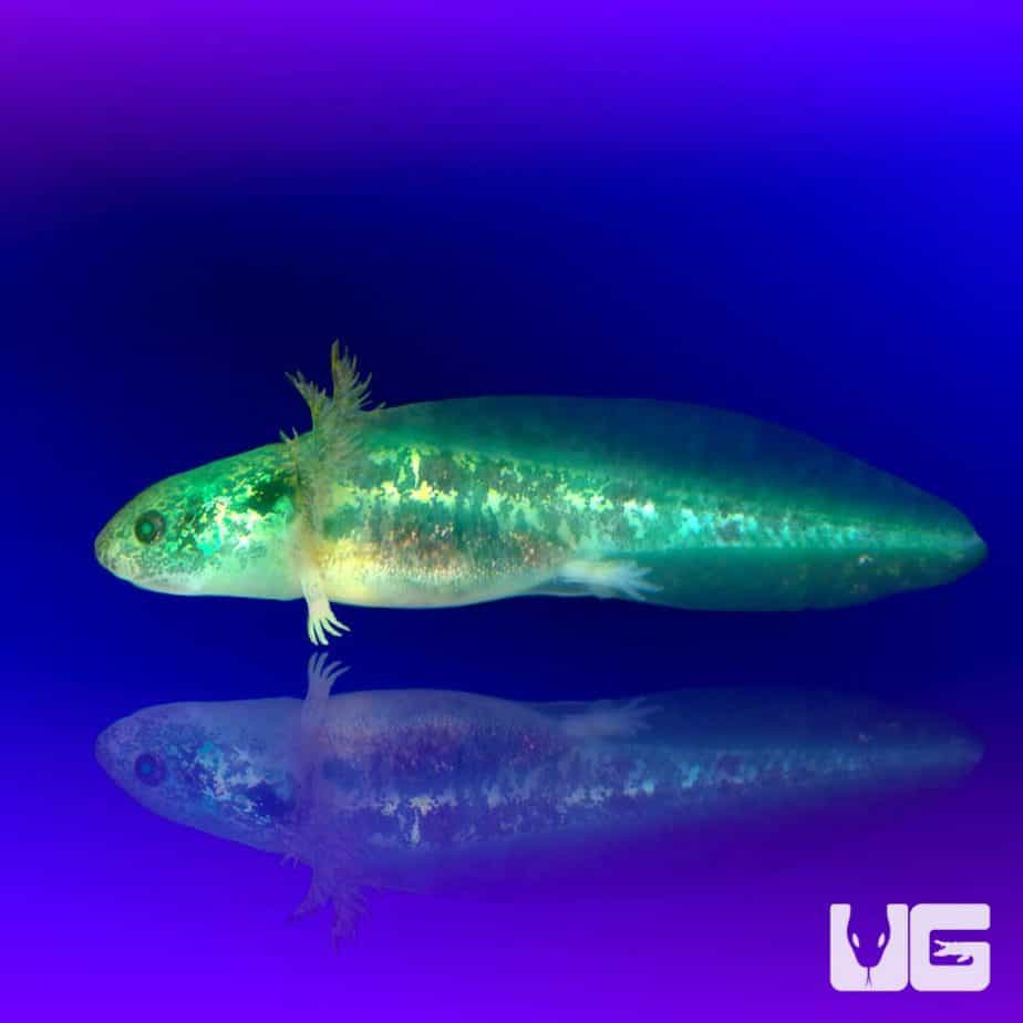 GFP Copper Axolotls For Sale - Underground Reptiles
