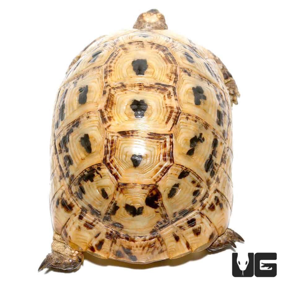 Golden Greek Tortoises For Sale - Underground Reptiles