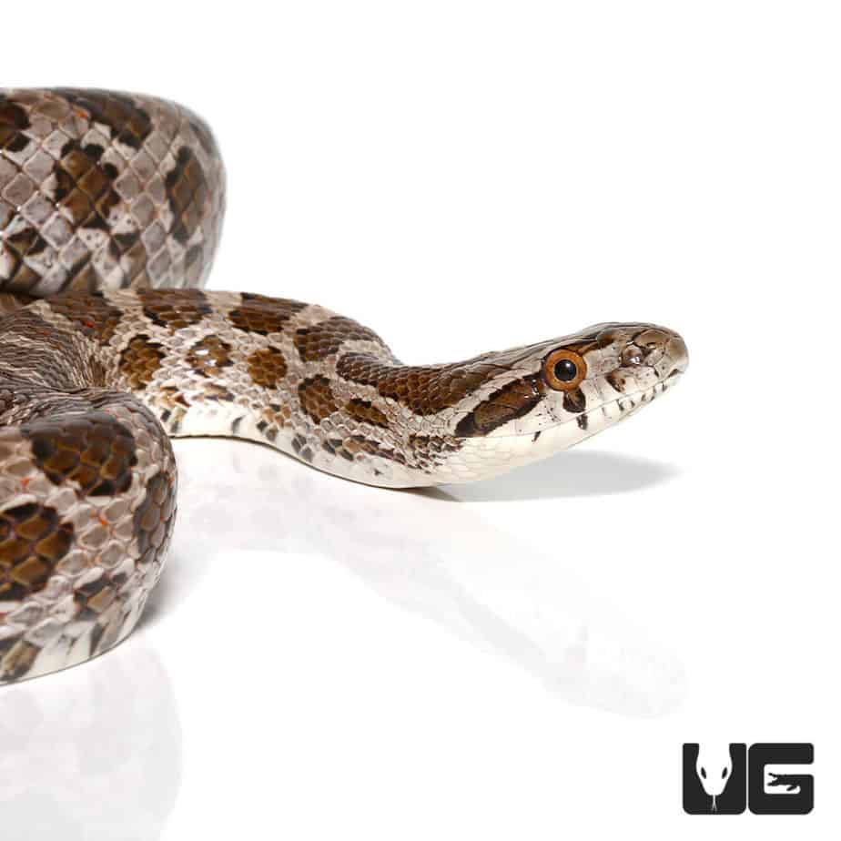 Great Plains Ratsnakes For Sale - Underground Reptiles