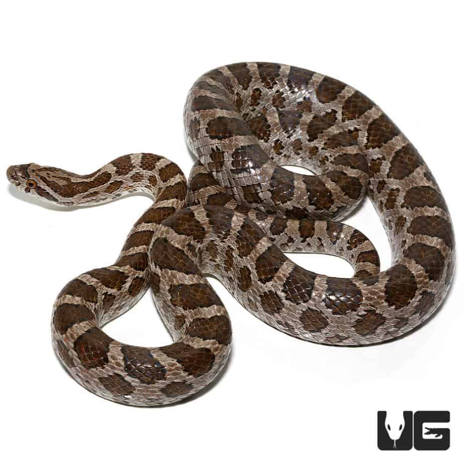 Great Plains Ratsnakes For Sale - Underground Reptiles