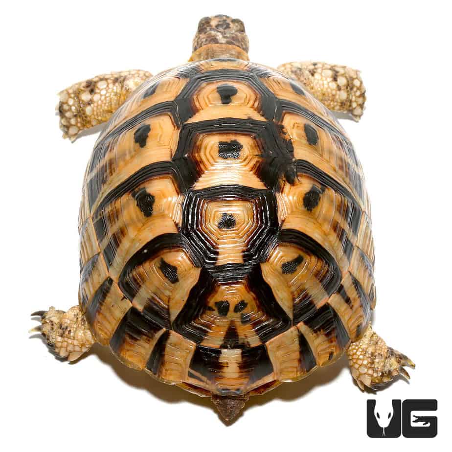 Greek Tortoises For Sale - Underground Reptiles