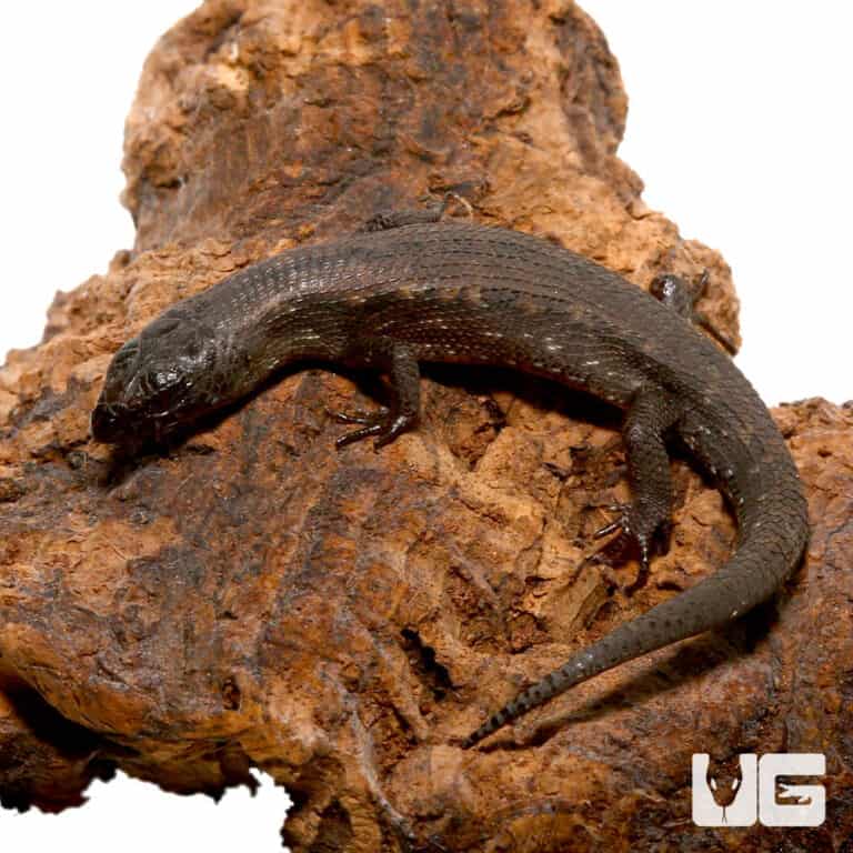 Greers Earless Skinks (Cophoscincopus greeri) For Sale - Underground ...