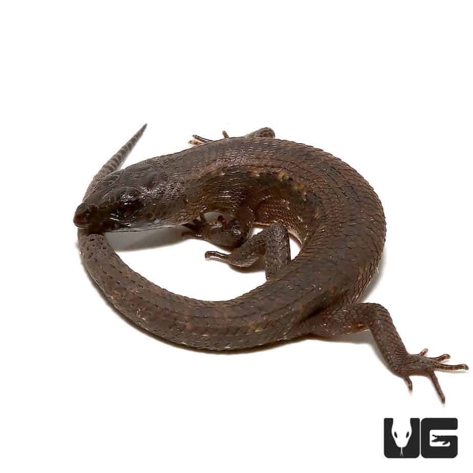 Skinks For Sale - Underground Reptiles