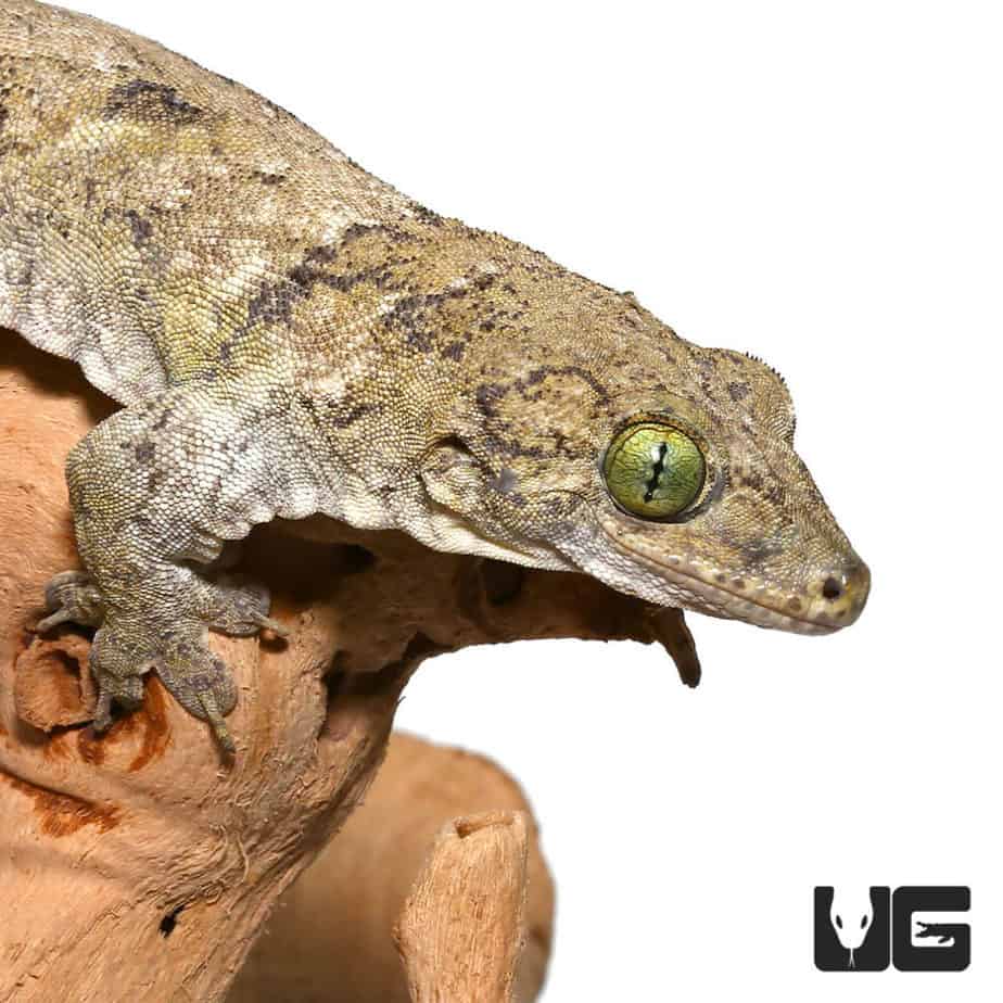 Halmahera Geckos (Gehyra marginata) For Sale - Underground Reptiles