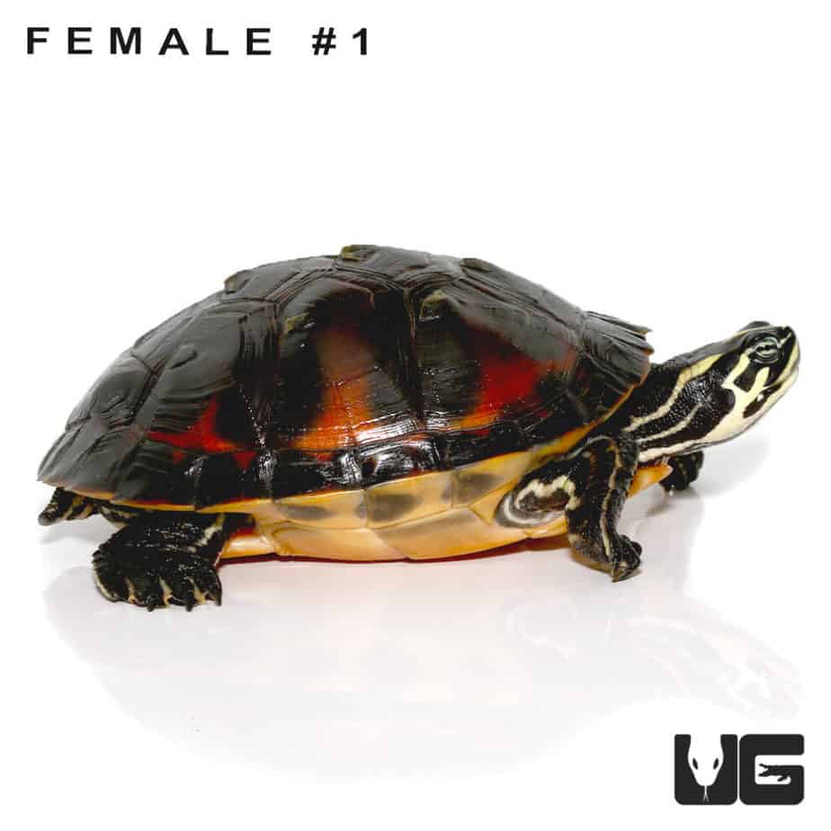 Juvenile Florida Redbelly Slider Turtle For Sale - Underground Reptiles