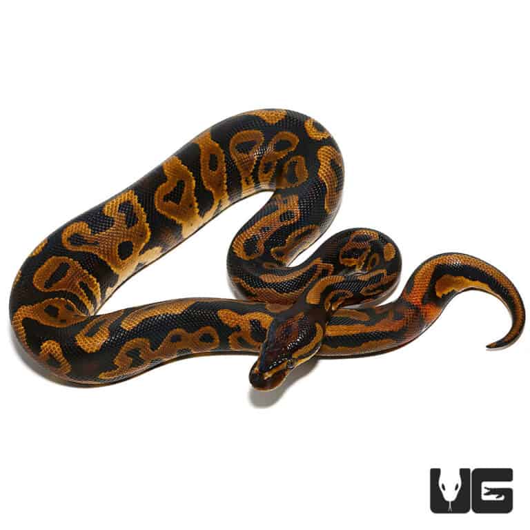 Male Leopard Yellowbelly Het Pied Ringer Ball Python For Sale ...