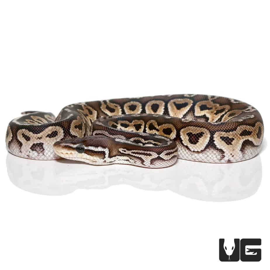 Male Pewter Ball Pythons (Python regius) For Sale - Underground Reptiles