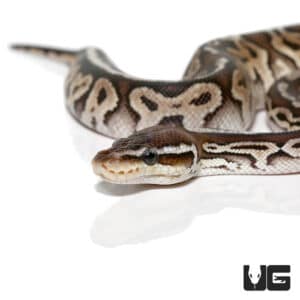 Male Pewter Ball Pythons (Python regius) For Sale - Underground Reptiles