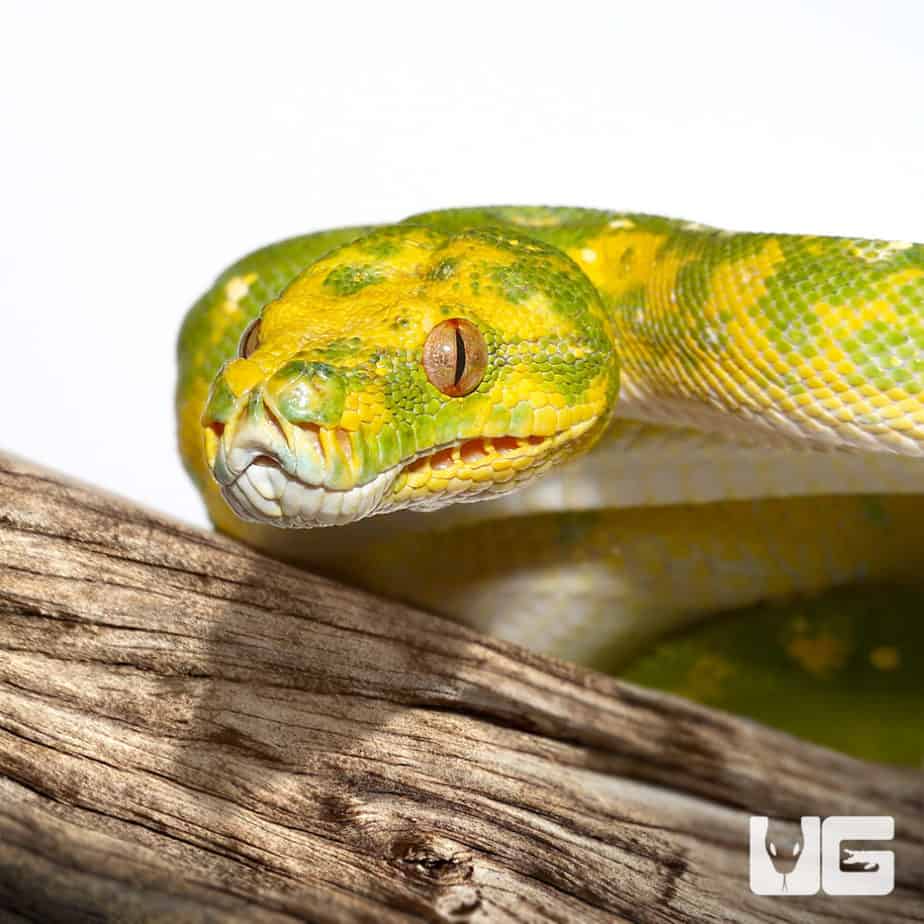 Adult Biak Green Tree Pythons (Morelia viridis) For Sale - Underground ...