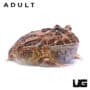 Coffee Pacman Frogs (Ceratophrys cranwelli) For Sale - Underground Reptiles