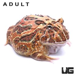 Coffee Pacman Frogs (Ceratophrys cranwelli) For Sale - Underground Reptiles