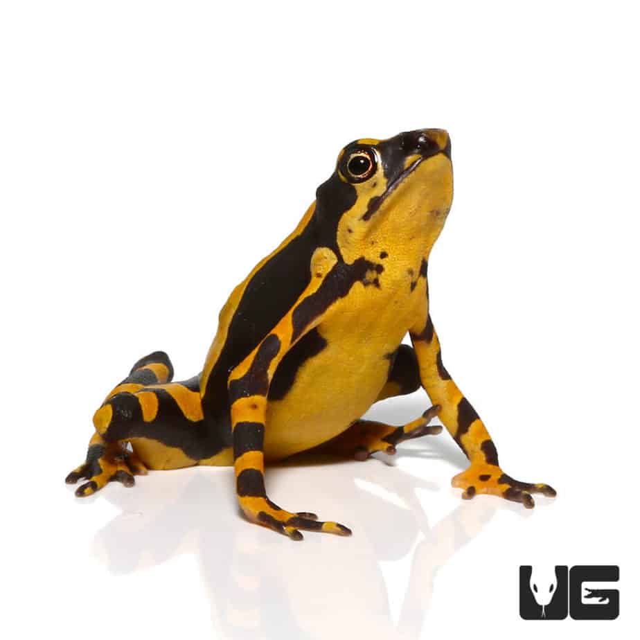 Orange Atelopus Toad For Sale - Underground Reptiles