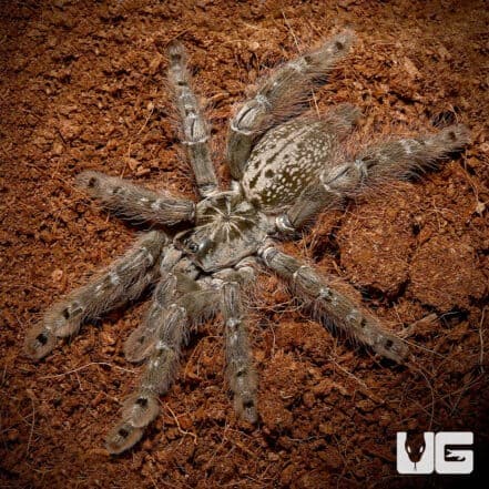 Ornamental Baboon Tarantulas (Heteroscrodra maculata) For Sale ...