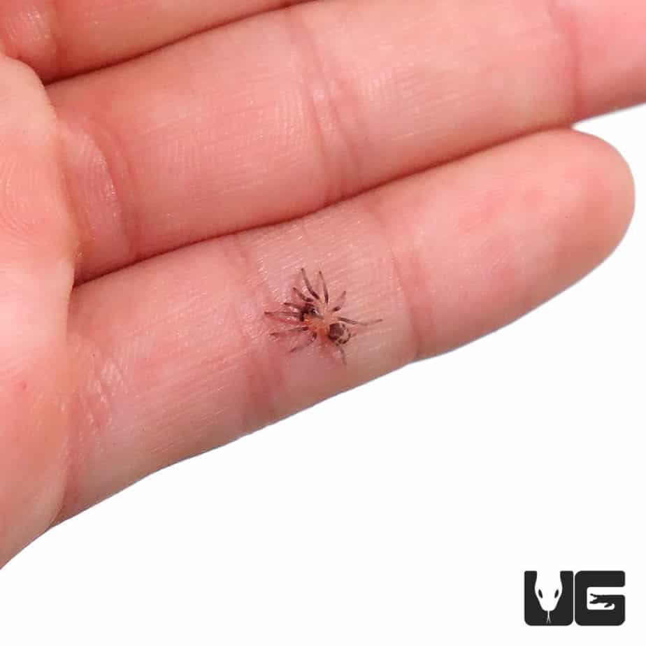 Peruvian Dwarf Red Leg Tarantula (.25 - .75'') - Underground Reptiles