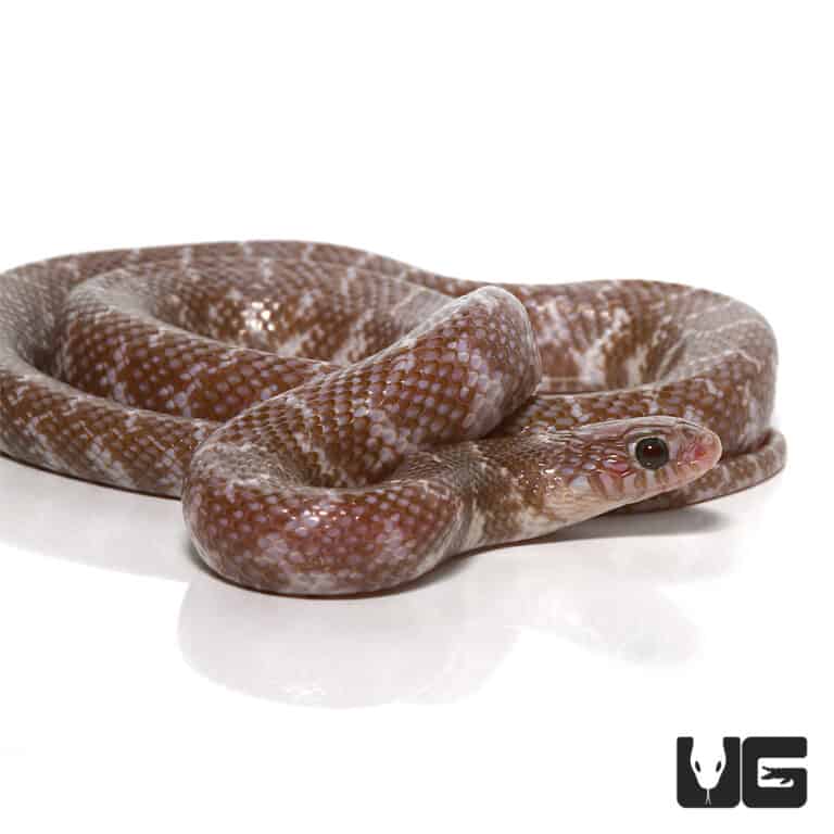 Pewter Jelly Axanthic Kingsnake For Sale - Underground Reptiles