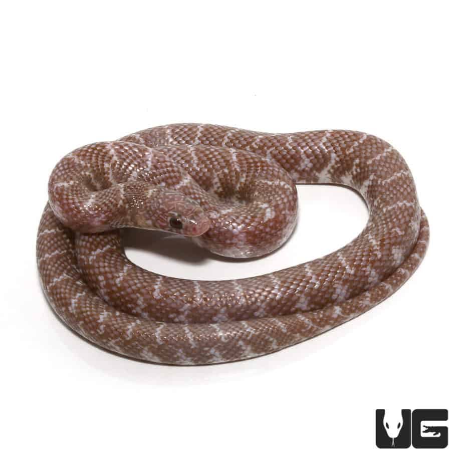 Pewter Jelly Axanthic Kingsnake For Sale - Underground Reptiles