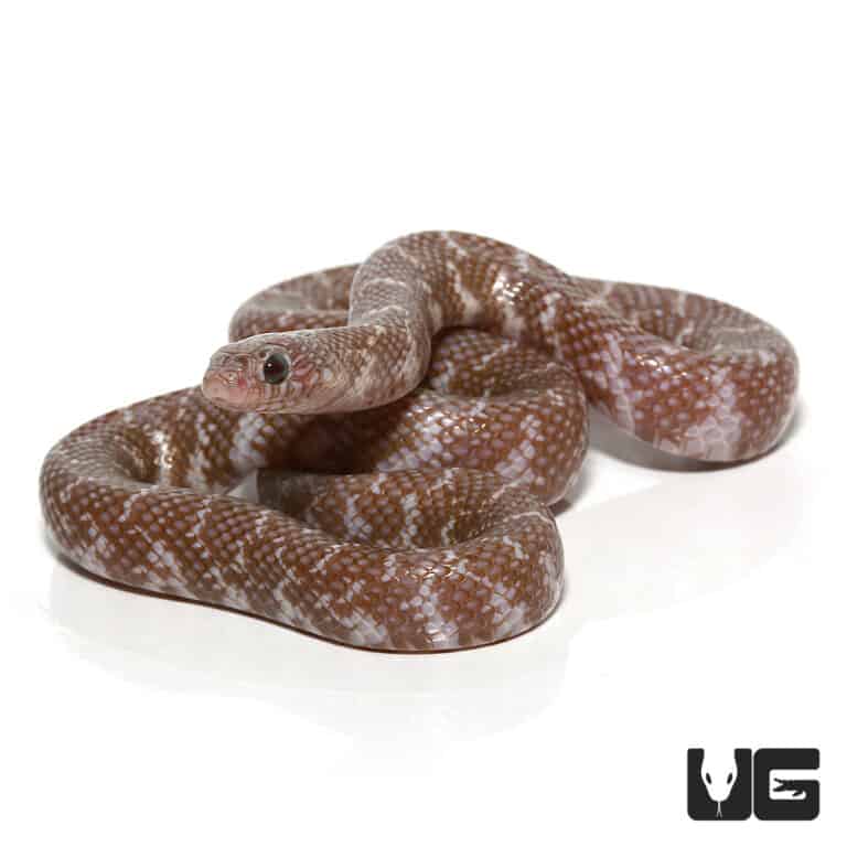 Pewter Jelly Axanthic Kingsnake For Sale - Underground Reptiles