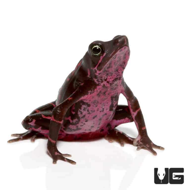 Purple Harlequin Toad (Atelopus barbotini) For Sale - Underground Reptiles
