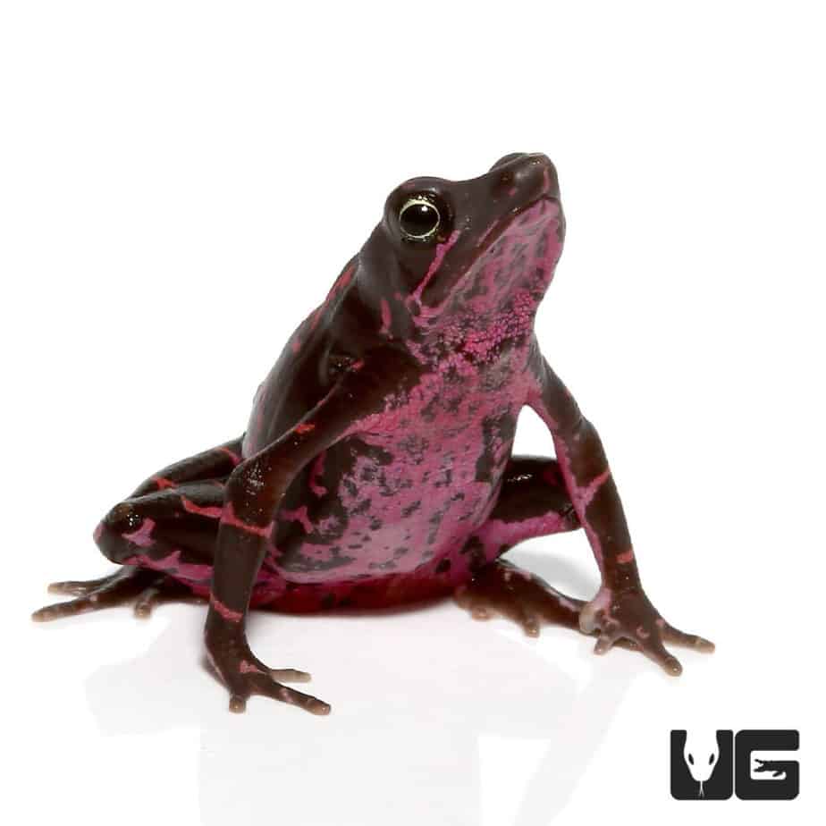 Purple Harlequin Toad (Atelopus barbotini) For Sale - Underground Reptiles