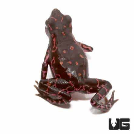 Purple Harlequin Toad (Atelopus barbotini) For Sale - Underground Reptiles