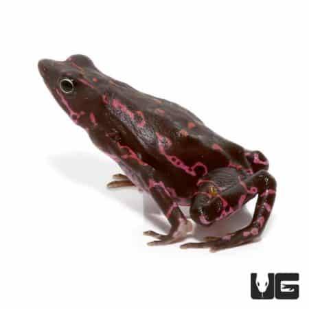 Purple Harlequin Toad (Atelopus barbotini) For Sale - Underground Reptiles