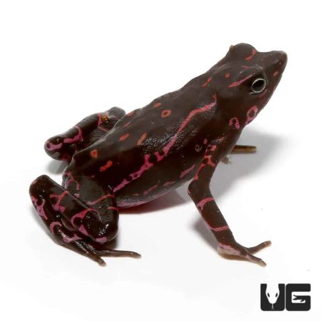 Purple Harlequin Toad (Atelopus barbotini) For Sale - Underground Reptiles