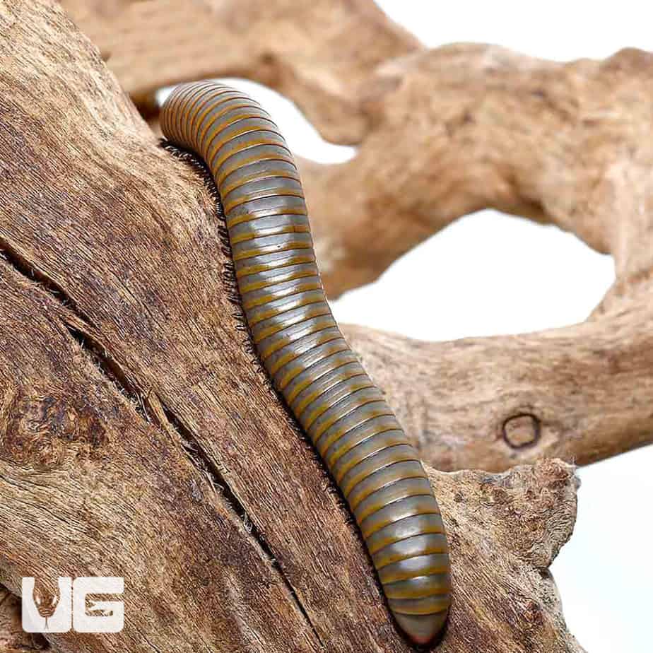 Centipedes, Millipedes and More For Sale - Underground Reptiles
