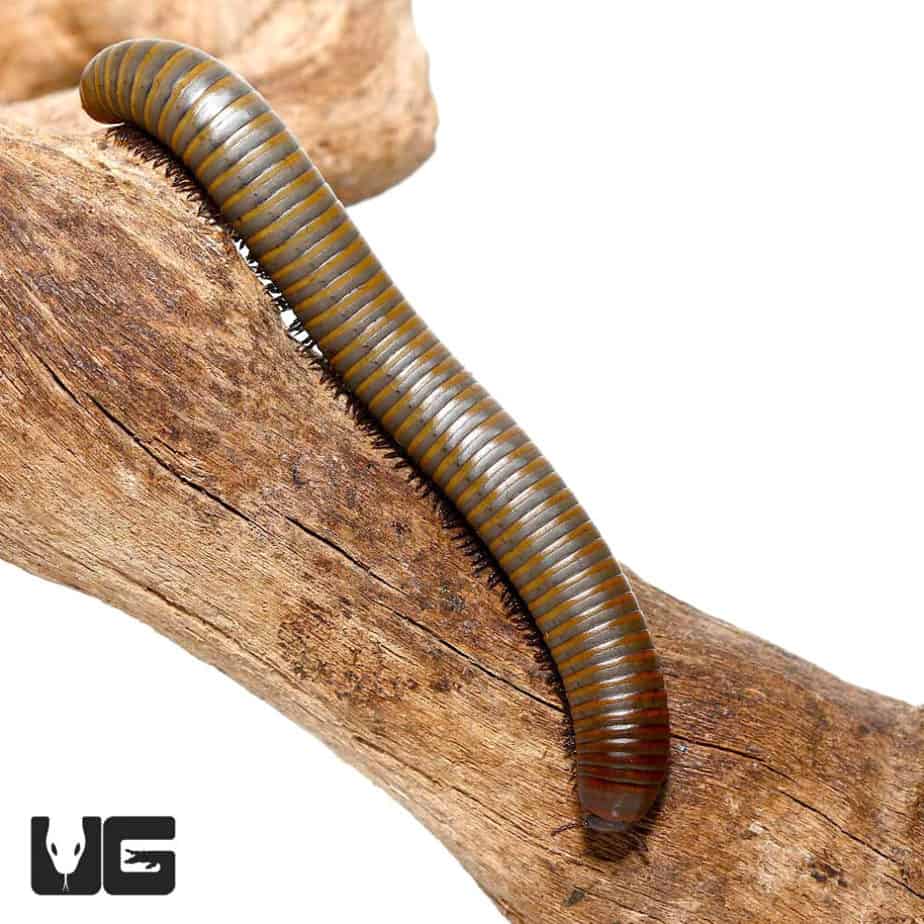 Smokey Oak Millipede (Narceus gordanus) For Sale - Underground Reptiles
