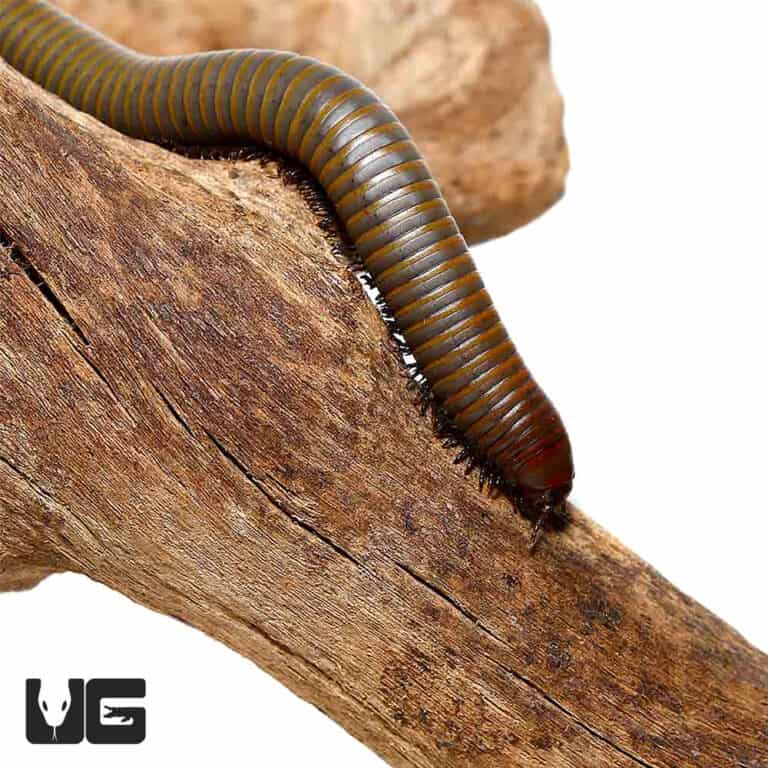 Smokey Oak Millipede (Narceus gordanus) For Sale - Underground Reptiles