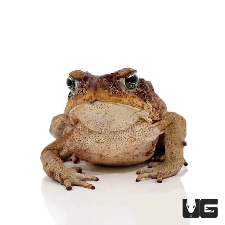 Toads For Sale - Underground Reptiles