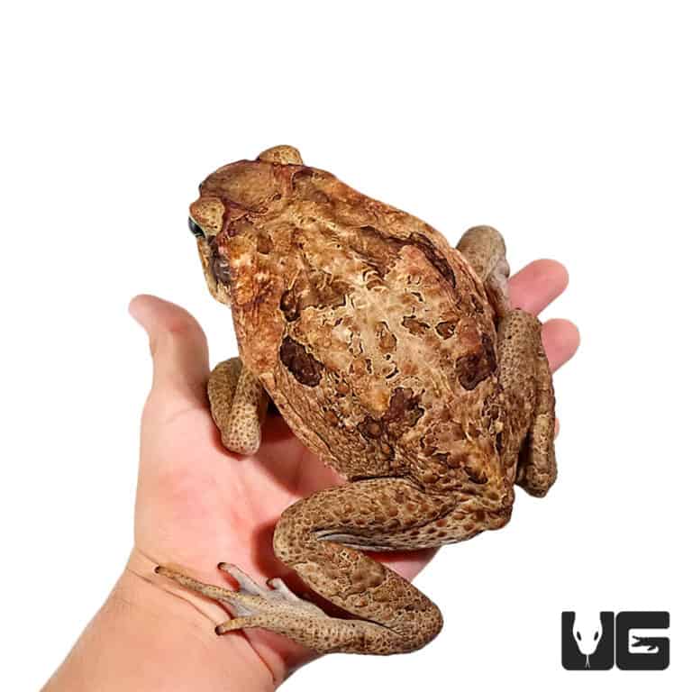 Reptiles for Sale - Snakes, Bearded Dragons, Turtles and More!