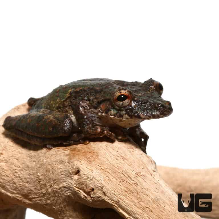 Tree Frogs For Sale - Underground Reptiles