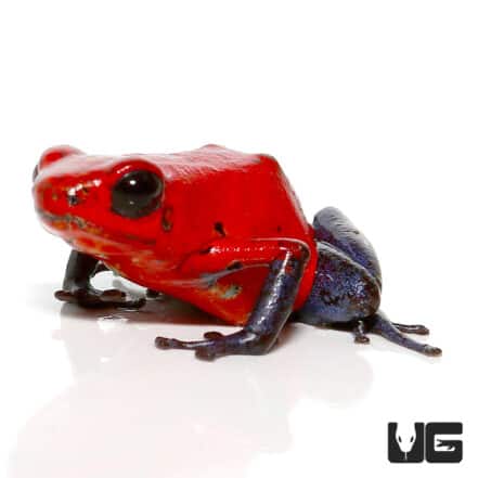 Nicaragua Strawberry Pumilio Dart Frogs (Dendrobates pumilio) for sale ...