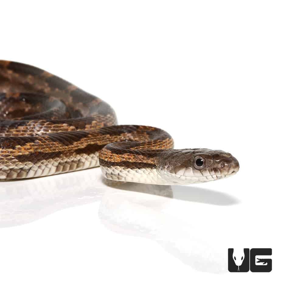 Texas Ratsnake for sale - Underground Reptiles
