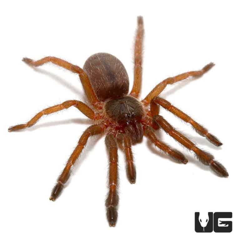 Violet Tree Spider For Sale - Underground Reptiles
