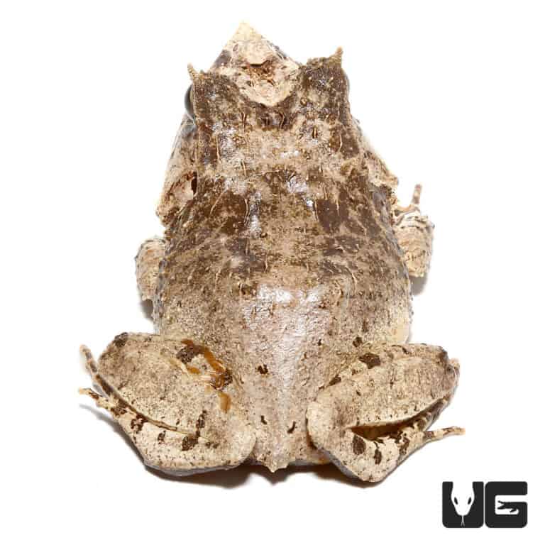 White Oak Eyelash Frog For Sale - Underground Reptiles