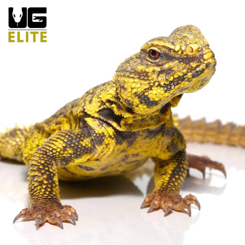 Auctions - Underground Reptiles