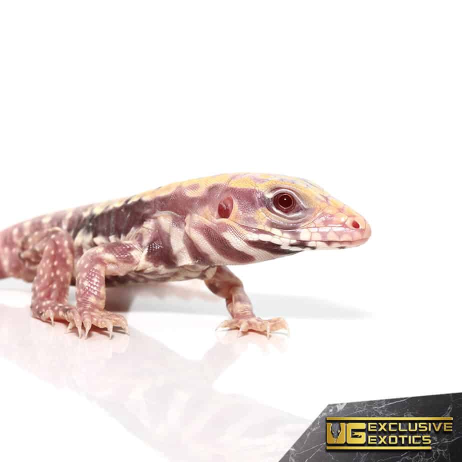 Baby Albino Lemon Ice Tegus For Sale - Underground Reptiles