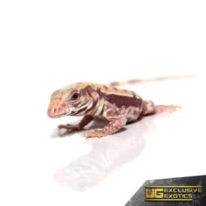 Baby Albino Lemon Ice Tegus For Sale - Underground Reptiles