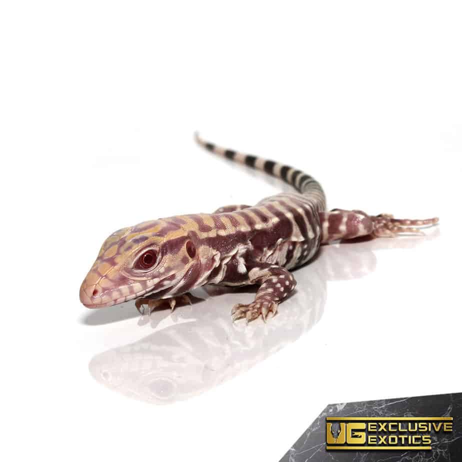 Baby Albino Purple Ice Tegus For Sale - Underground Reptiles