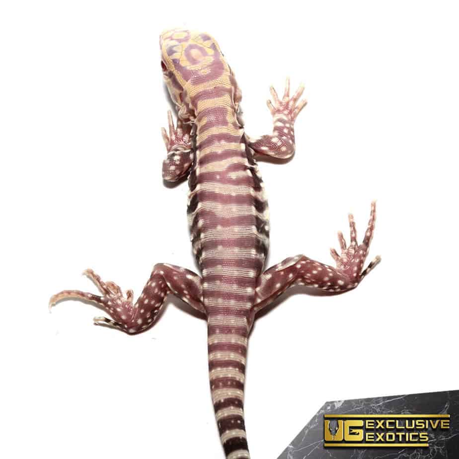 Captive Bred Tegus For Sale - Underground Reptiles