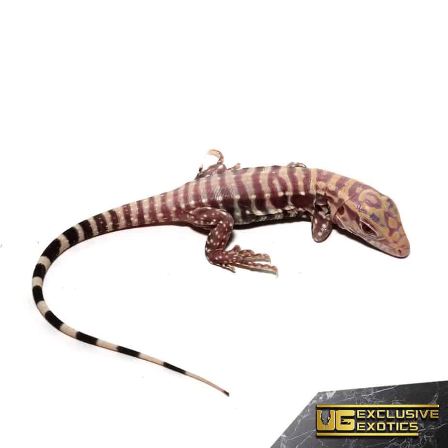 Baby Albino Purple Ice Tegus For Sale - Underground Reptiles