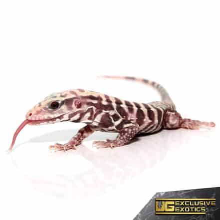 Captive Bred Tegus For Sale - Underground Reptiles