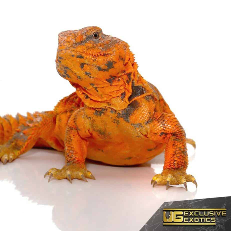 Uromastyx For Sale - Underground Reptiles